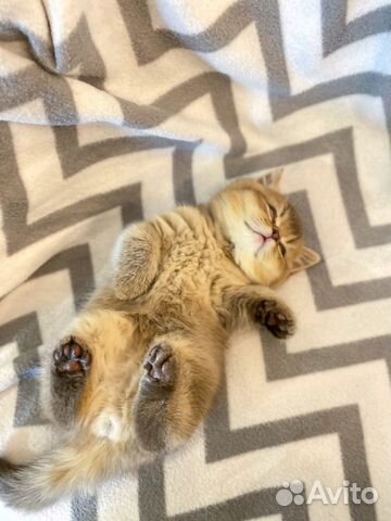 Шотландские котята