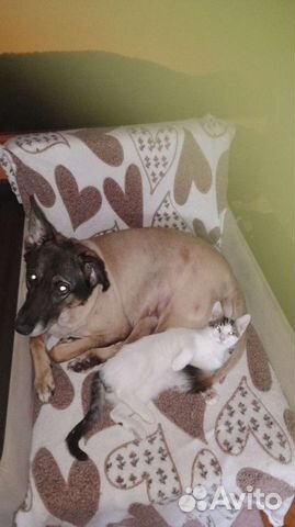 Котенок 4мес мальчик