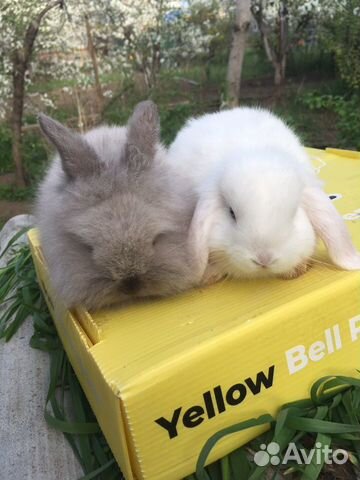 Декоративные кролики