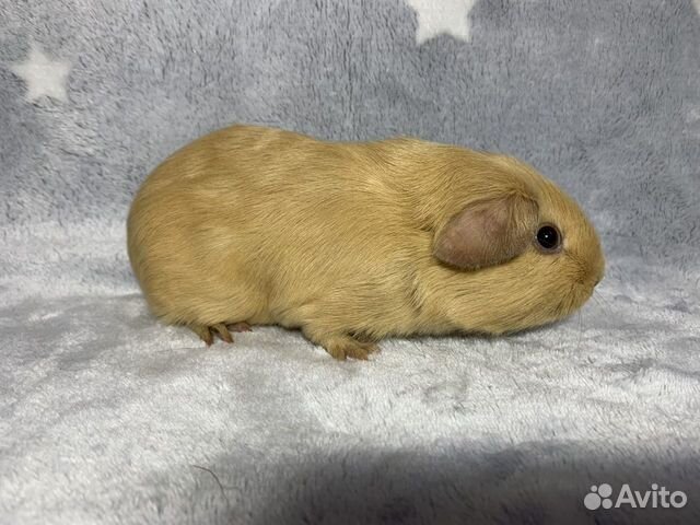 Морская свинка селф крем мальчик