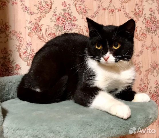 Серьезная котейка