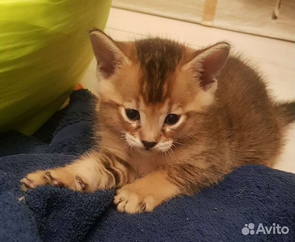 Чаузи котята