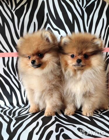 Померанский шпиц