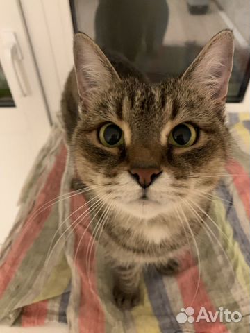 Кошки в добрые руки