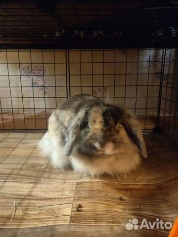 Декоративные кролики вислоухие