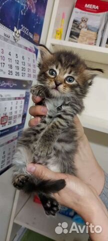 Котенок