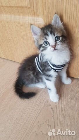 Котенок Матроскин