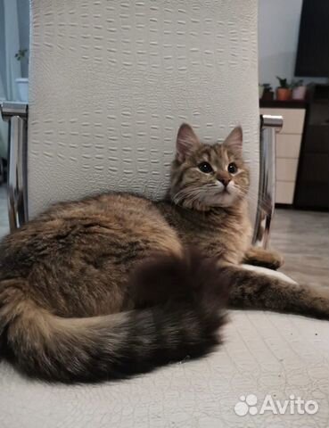 Кошка