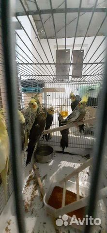 Попугай
