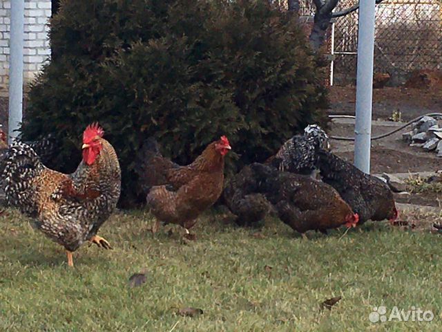 Куры Билефельдер