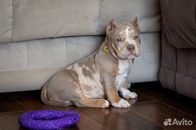 Американский булли