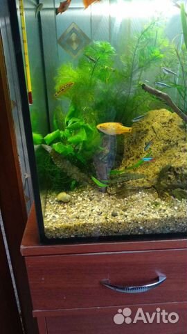 Барбусы шуберта