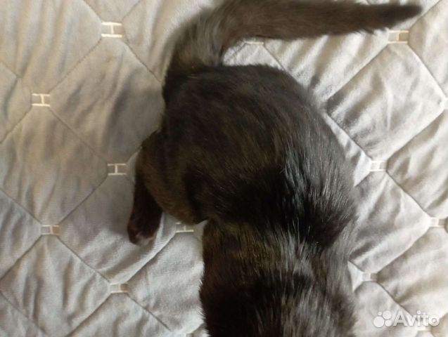 Продаю котёнка, мальчика порода "Бомбей"