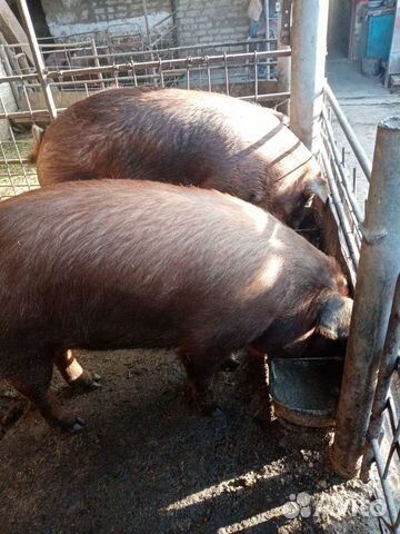 Свиньи живым весом