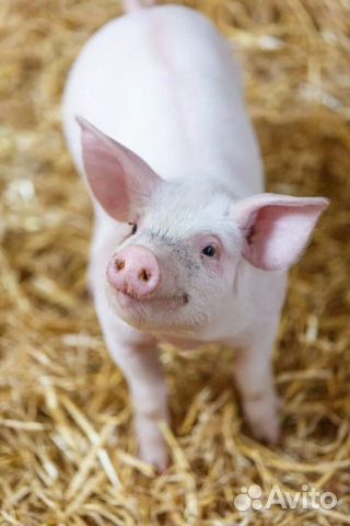 Продам поросят породы Белая украинская+ландрас