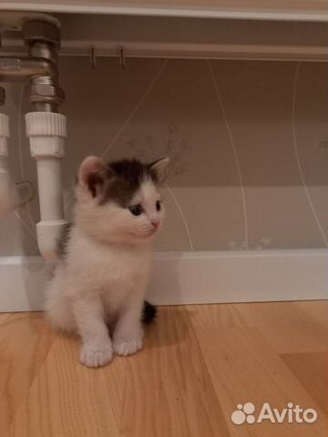 Котята в добрые руки 1 месяц