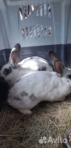 Кролики самки покрытые