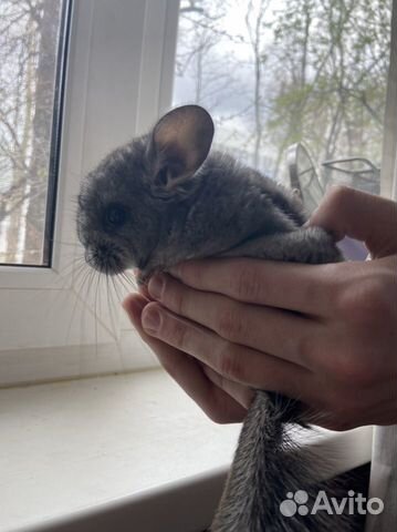 Шиншилла(девочка 2 месяца)