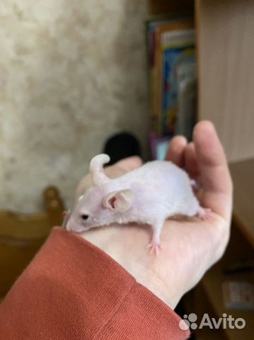 Мыши кудрявые