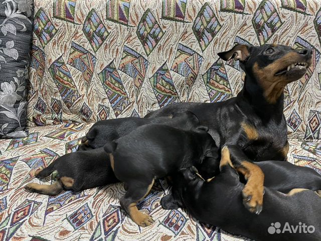 Щенки цвергпинчера