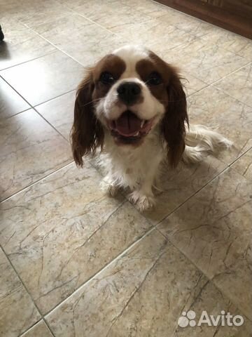 Кавалер кинг чарльз спаниель (подрощенная девочка)