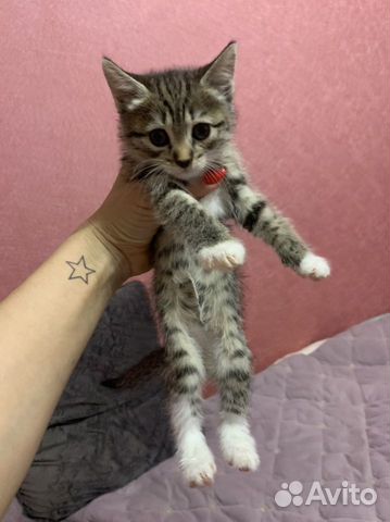 Котенок девочка Шипа