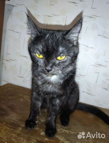 Отдам кошек бесплатно