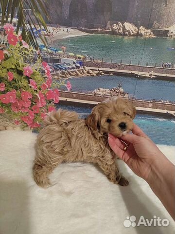 Мальчишка Мальтипу мини F1