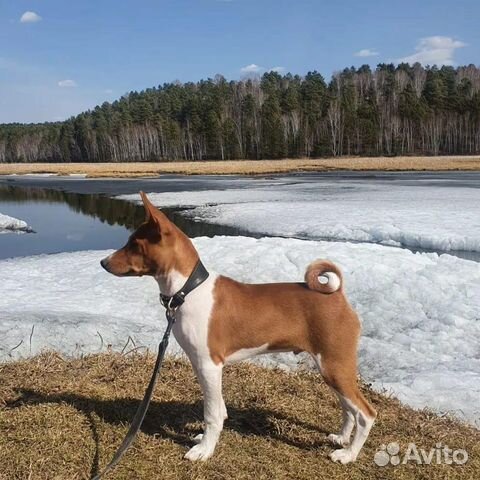 Щенок басенджи