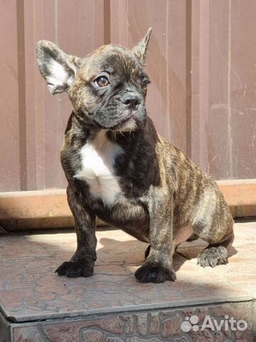 Французский бульдог