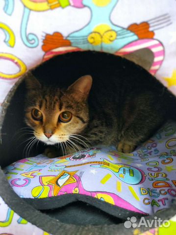 Найдена кошка