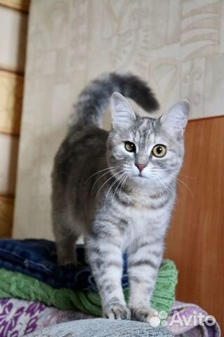 Особенная девочка Алиса в поисках дома