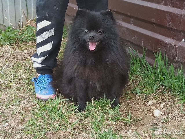 Подрощенный шпицуля уголек