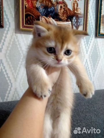 Прямоухая девчоночка золотого окраса