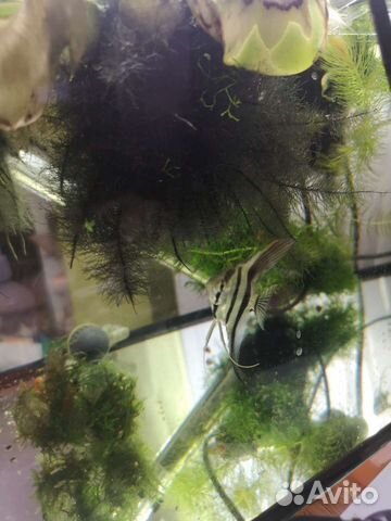 Скалярии манакапуру молодь некондиция (затянутые)