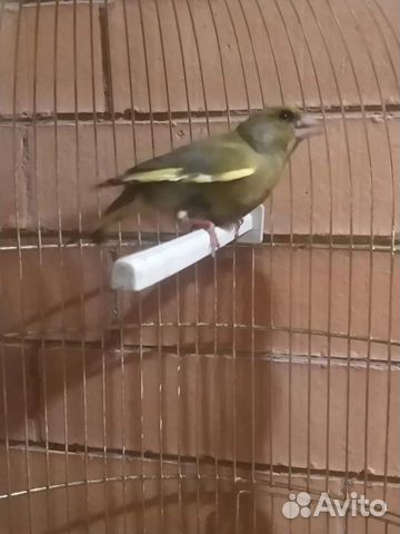 Зеленушка пара