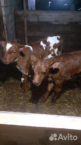 Телята телочки