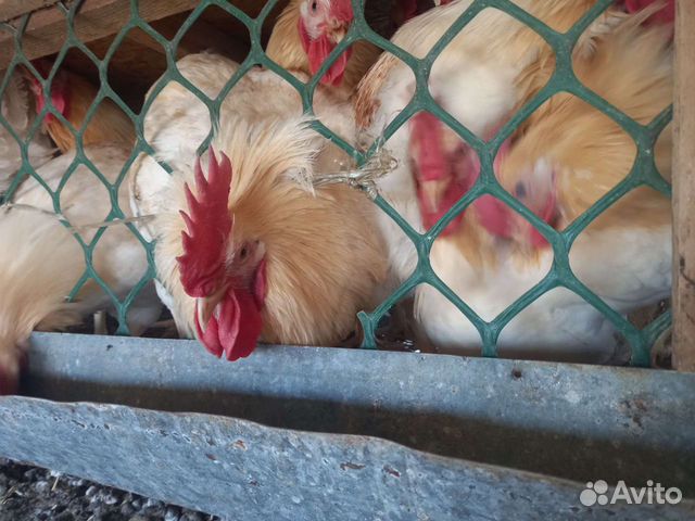 Петухи,куры