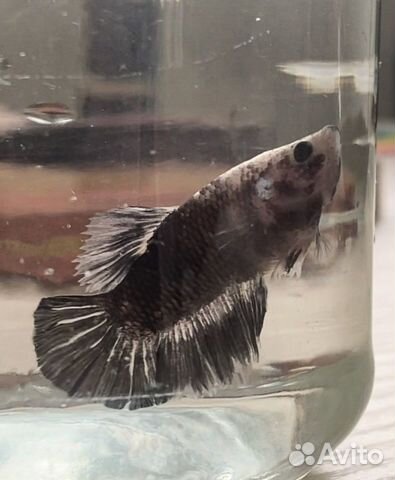 Рыба петушок самка