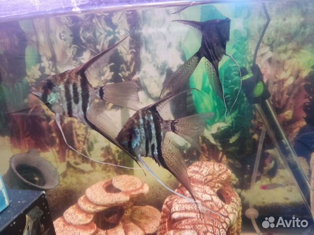 Отдам четыре скалярии