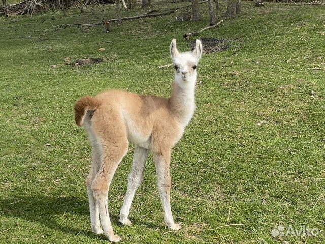 Лама, мальчик