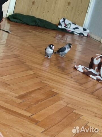 Продаётся попугаи-неразлучники