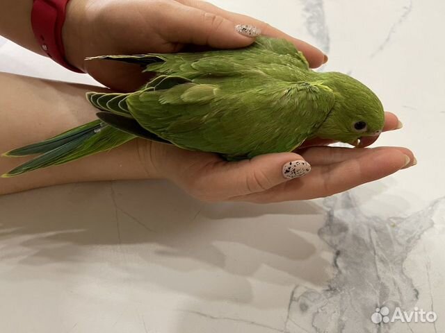 Ожереловый попугай птенцы