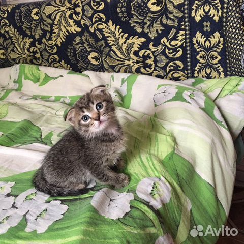 Котенок вислоухий мальчик