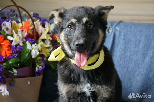 Девочка метис овчарки