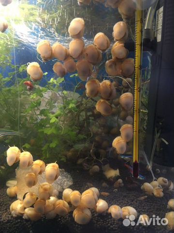 Улитки ампулярии белые жемчужные