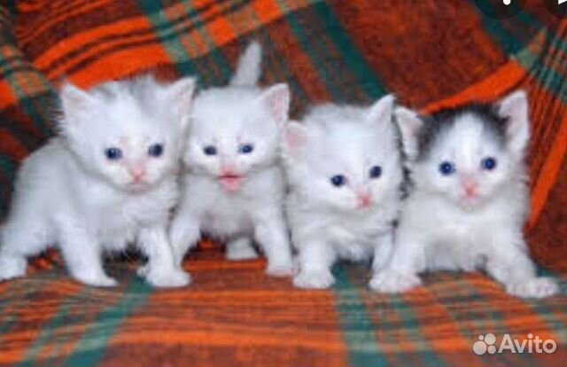 Кошка турецкая ангора