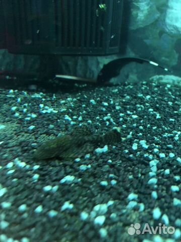 Отдам бесплатно рыбок