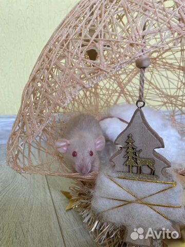 Крысы Дамбо