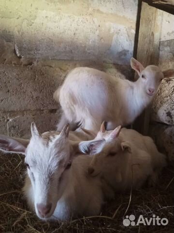 Козлы зааненские